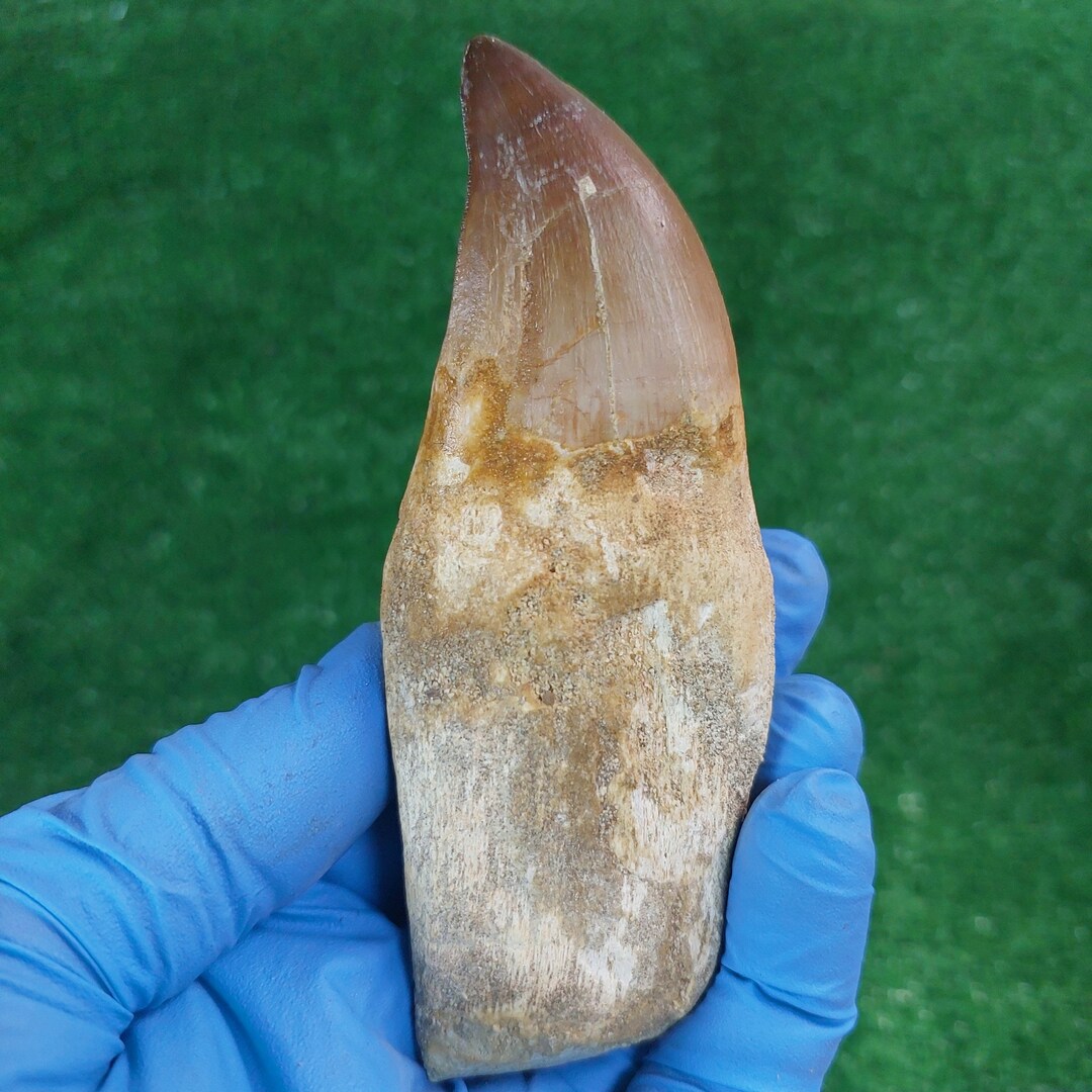 Incredible Mosasaurus Tooth Original Rooted Prehistoric Fossil ...