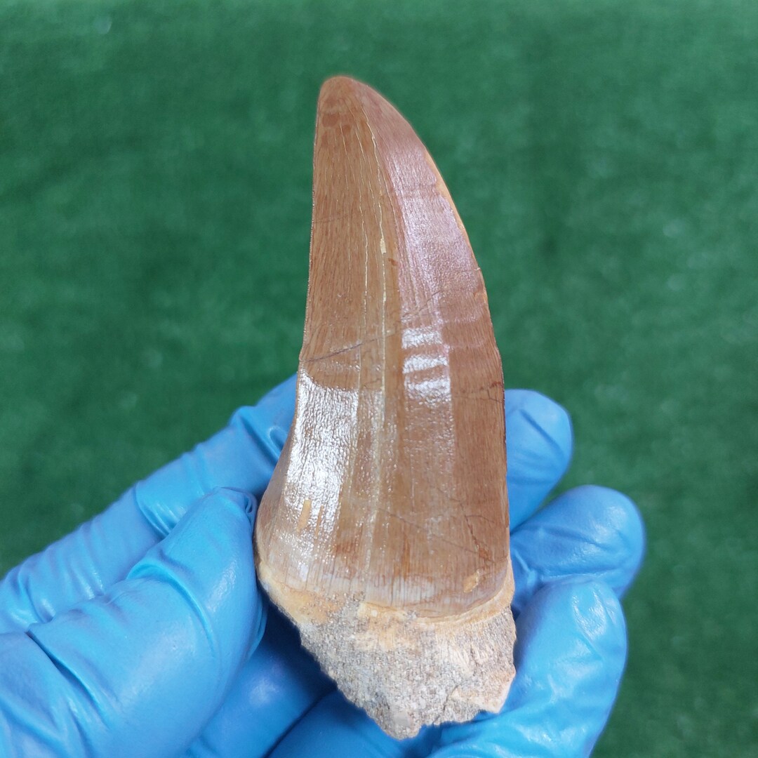 3.2 TYLOSAURUS Tooth 8CM Fossil MOSASAURUS Dinosaur Mosasaur Skull ...