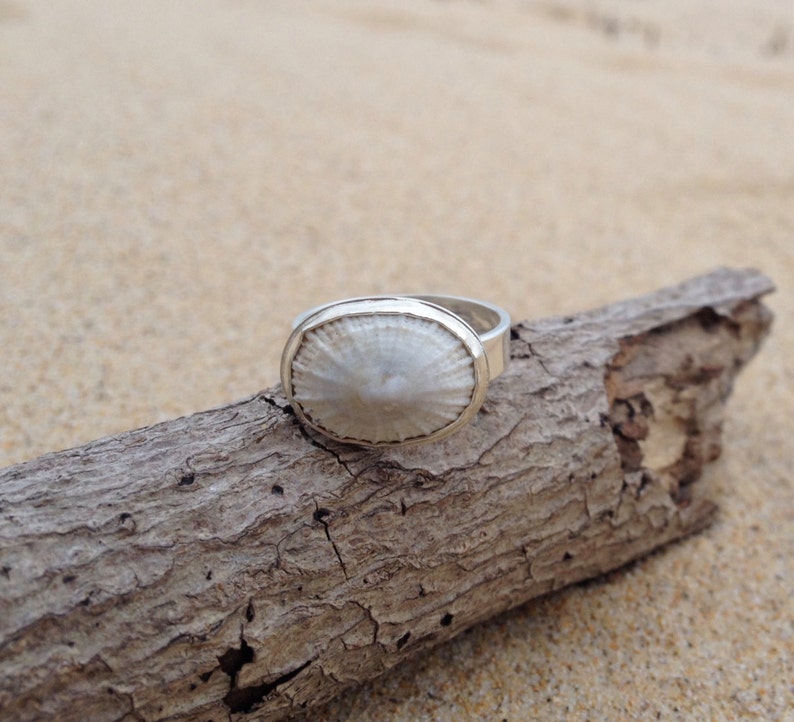 Shell Ring White Limpet Shell Ring Made of Sterling Silver - Etsy