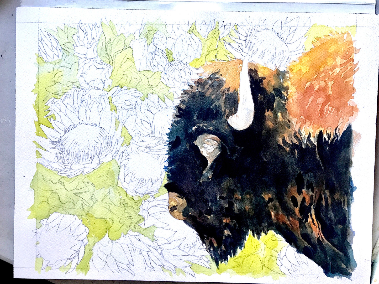 Buffalo Bison Protea Floral Watercolor 8x10" Giclee Print "buffalo ...