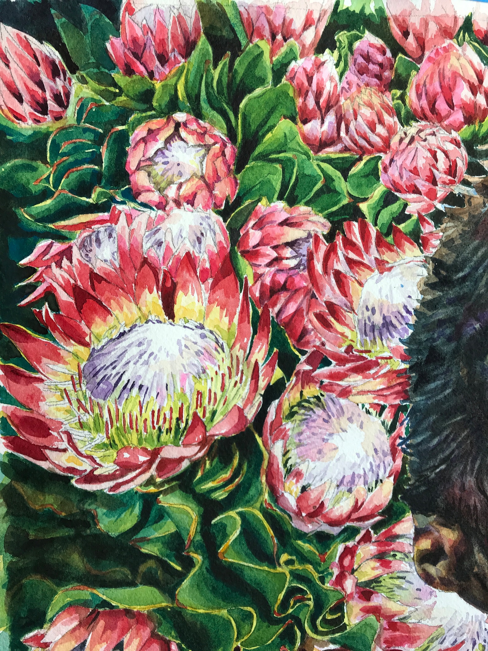 Buffalo Bison Protea Floral Watercolor 8x10" Giclee Print "buffalo ...
