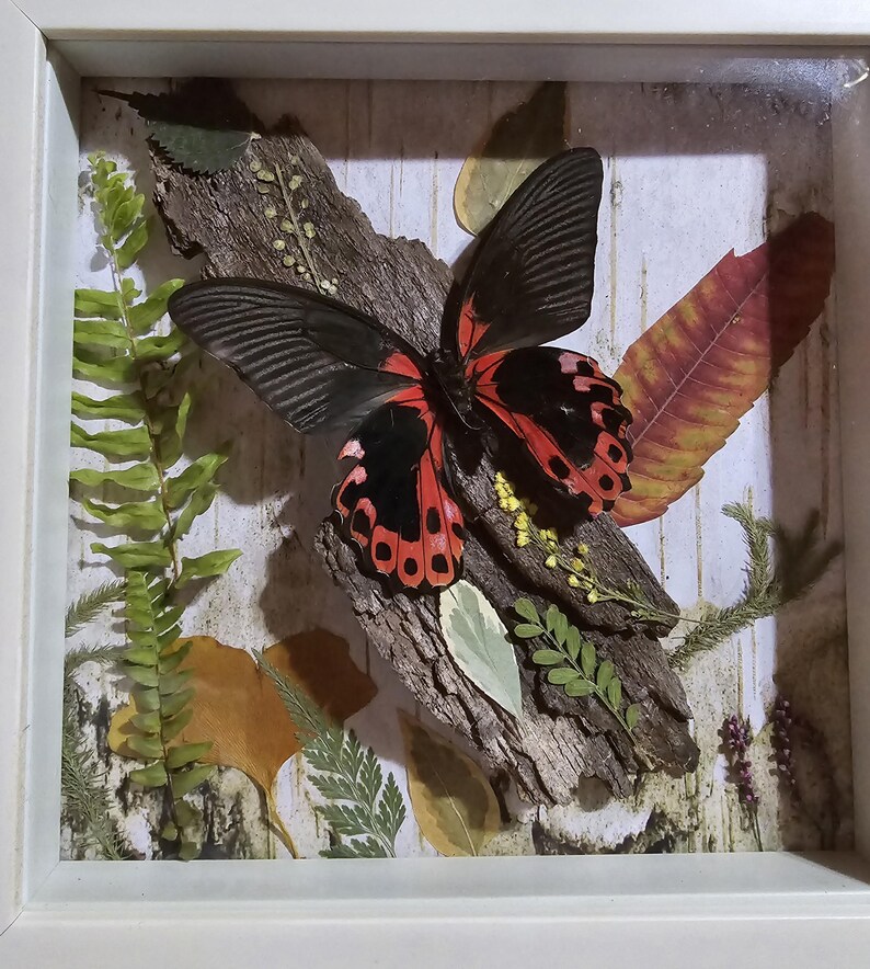 Butterfly Shadow Box - Etsy