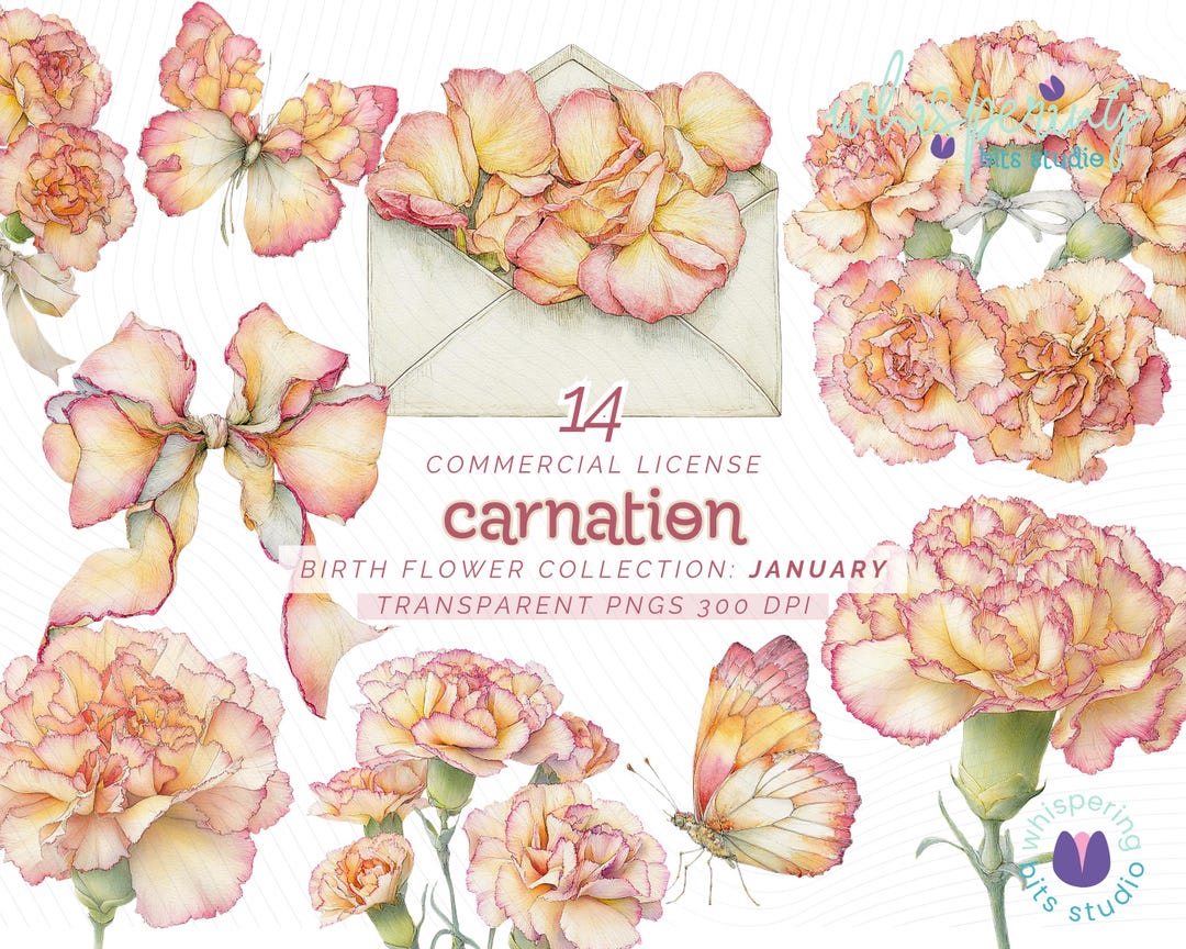 Watercolor Carnation Clipart, January Birth Flower PNG, Botanical ...