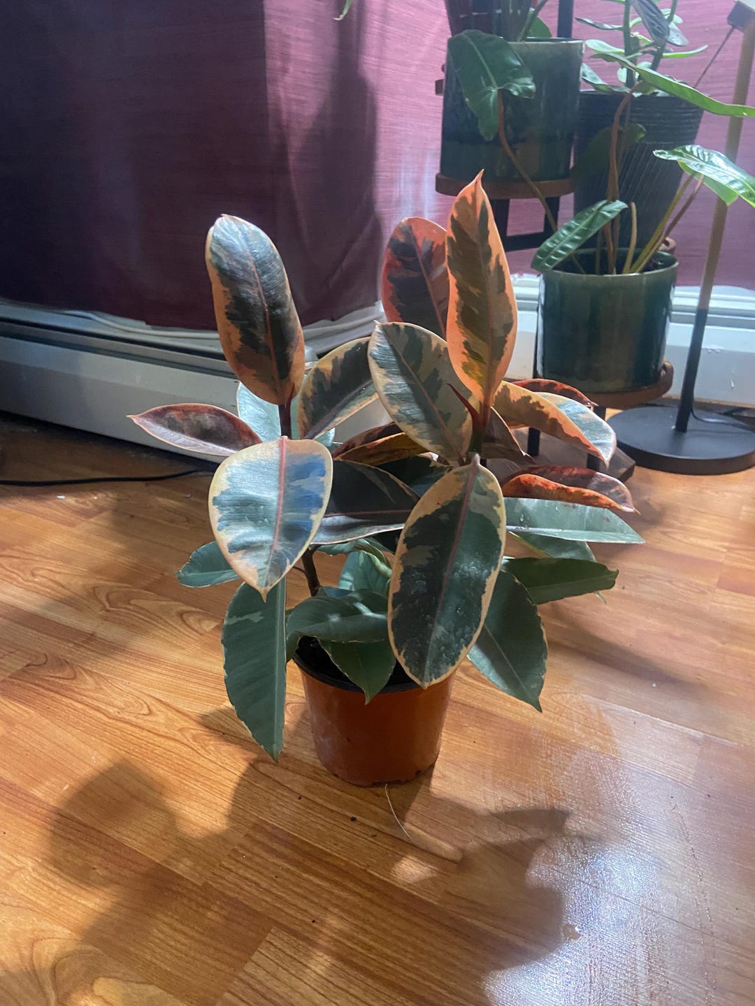 Ficus Ruby Pink (elastica) Rare Beautiful Colorful Houseplant 6 In - Etsy