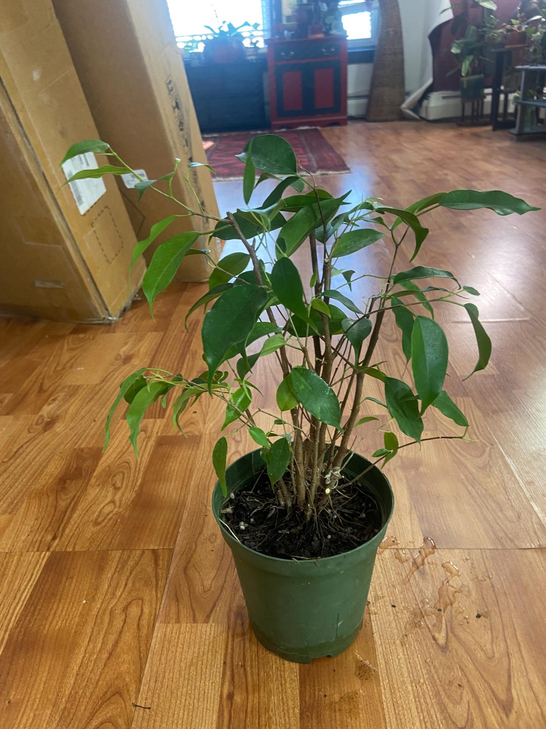 Ficus ‘benjamin’s’ Weeping Fig, Ficus Tree 6 in Potted Houseplant. - Etsy