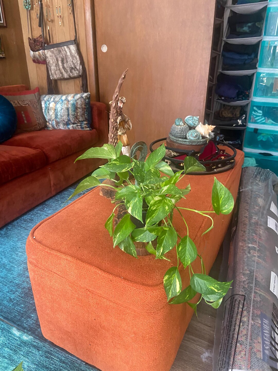 Golden Pothos Philodendron Vining Live Plant 4 Pot Easy to Care for ...