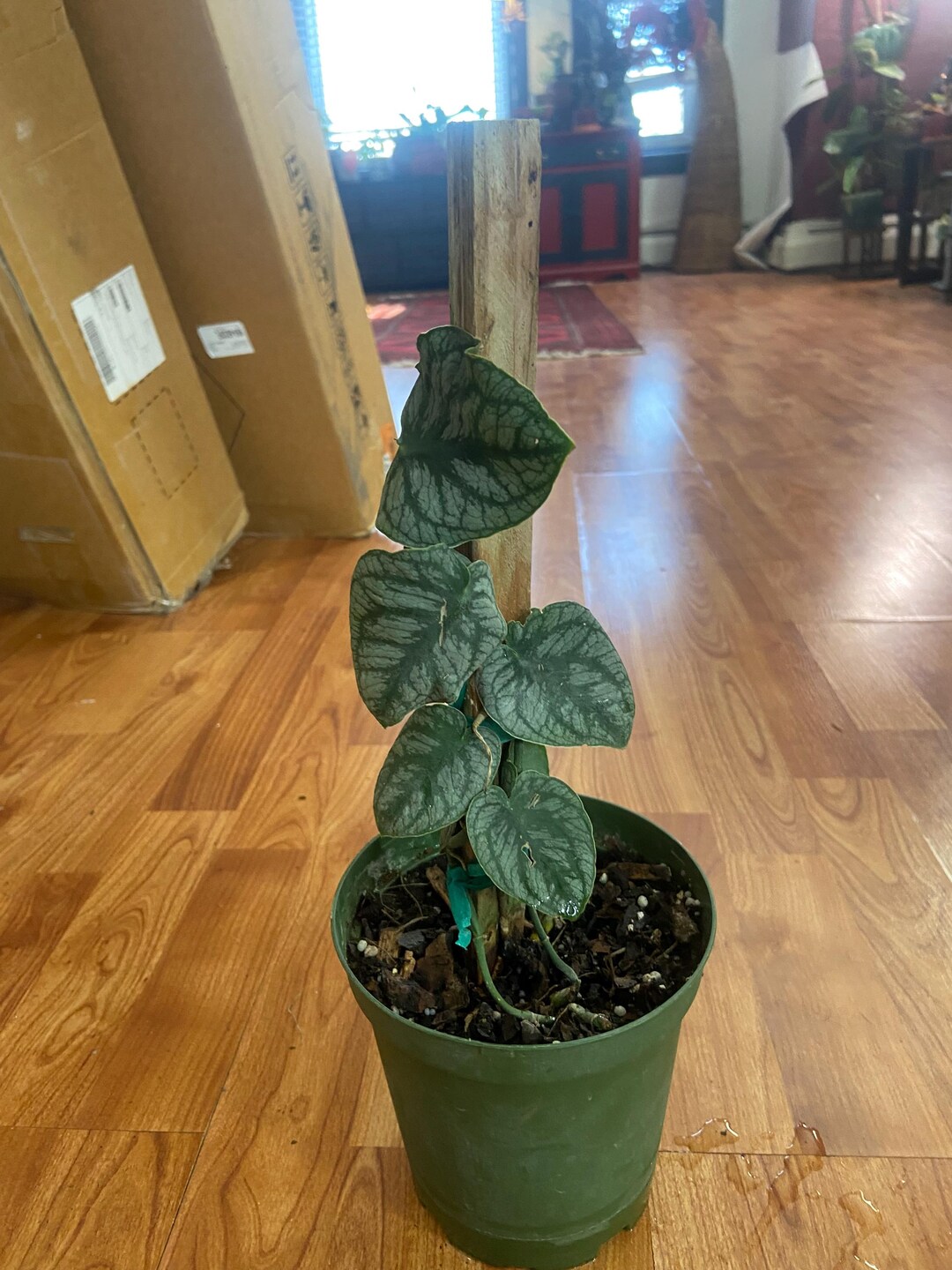 Monstera Dubia (shingle Plant) Climber, Rare, Difficult to Find. Easy ...