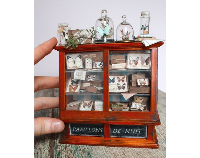 Miniature Moth Museum Display Case - Etsy
