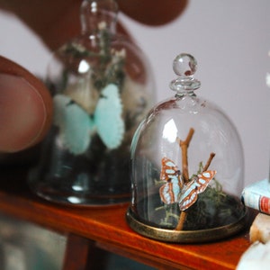 Miniature Moth Museum Display Case - Etsy