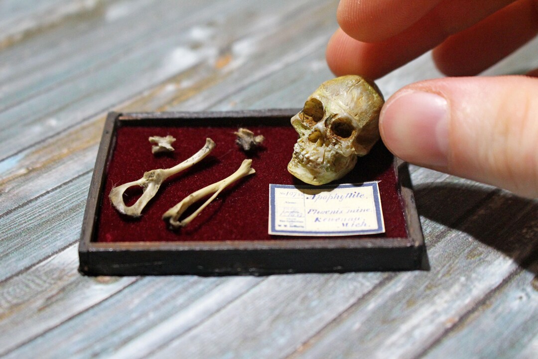 Miniature Human Bone Museum Display - Etsy