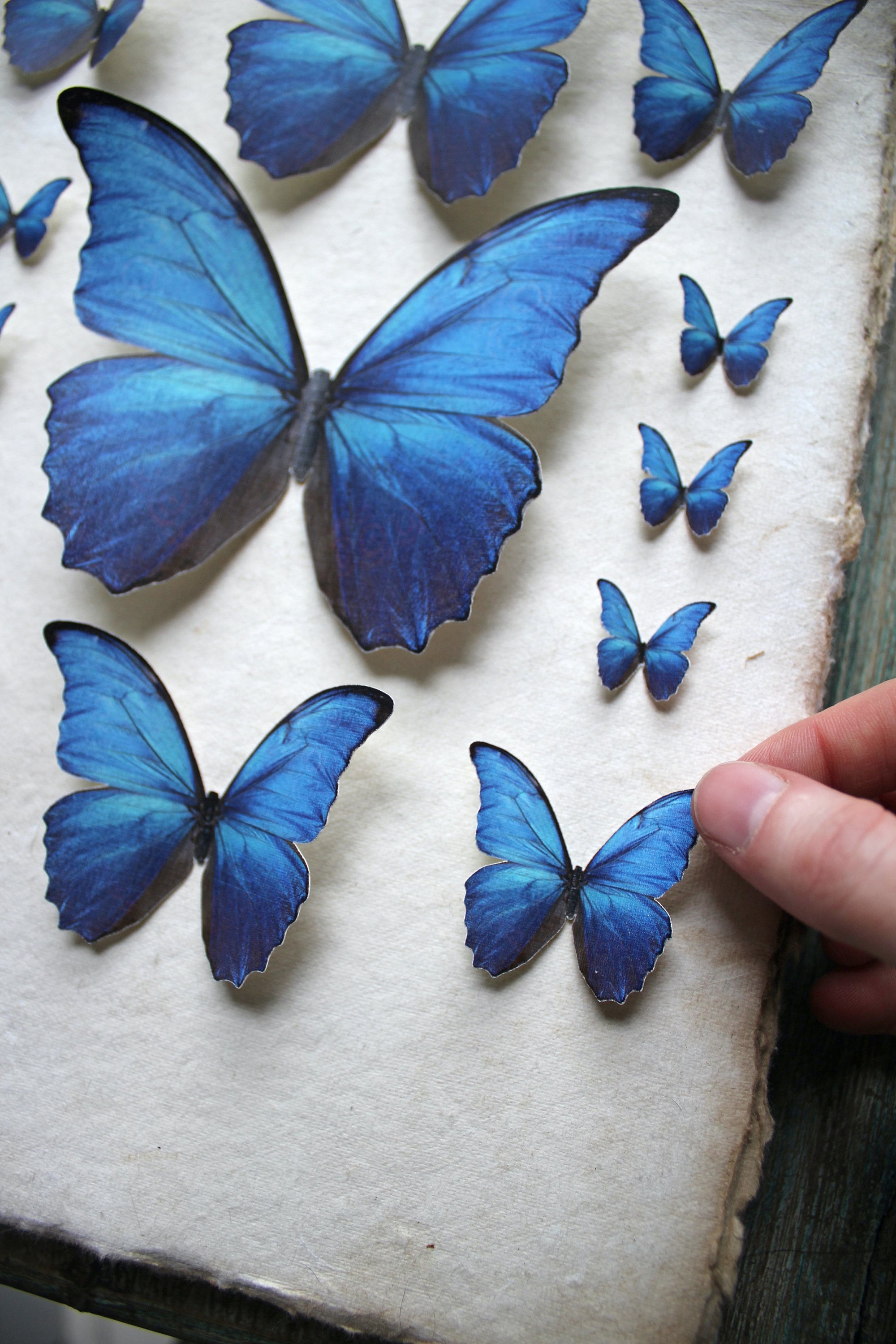 Realistic Blue Morpho Butterflies - Pre-cut Paper Butterflies • Photo ...