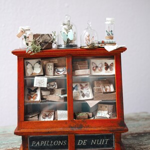 Miniature Moth Museum Display Case - Etsy
