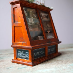 Miniature Moth Museum Display Case - Etsy
