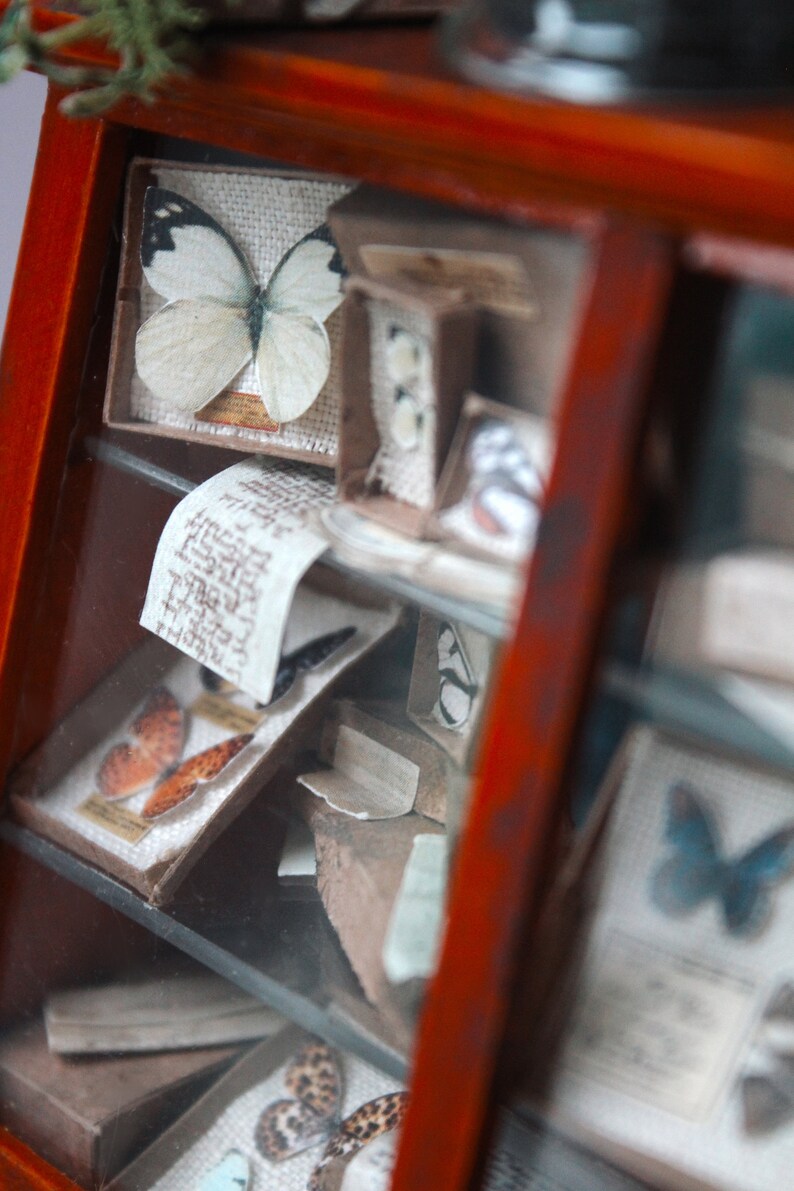 Miniature Moth Museum Display Case - Etsy