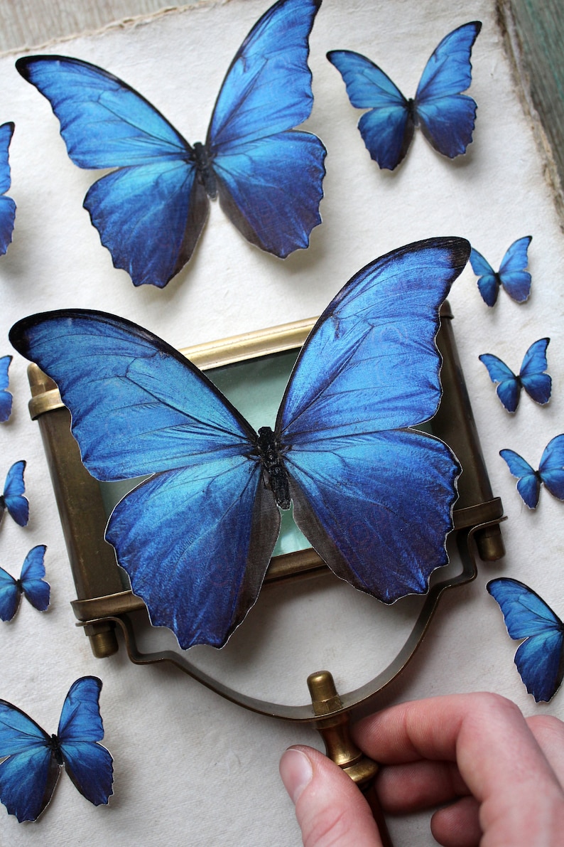 Realistic Blue Morpho Butterflies - Pre-cut Paper Butterflies • Photo ...