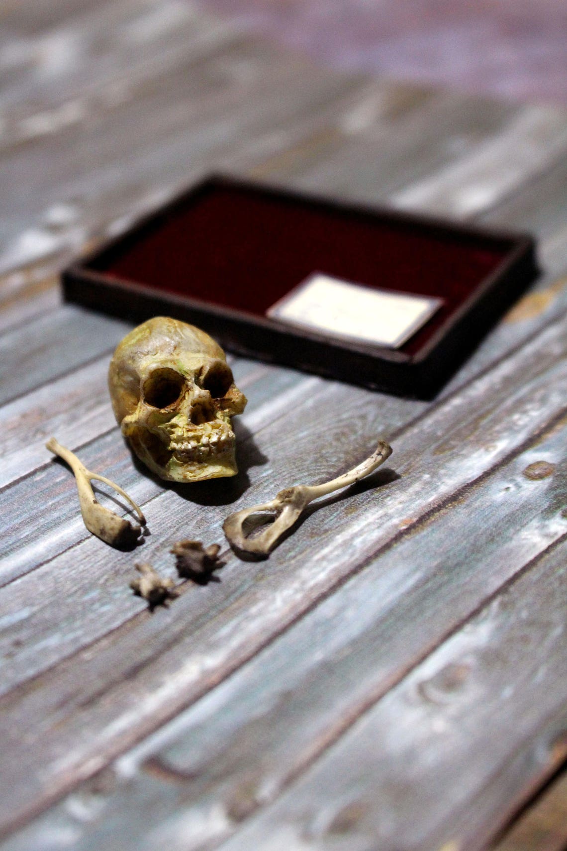Miniature Human Bone Museum Display - Etsy UK
