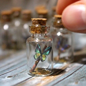 Miniature Butterfly in a Jar - Etsy