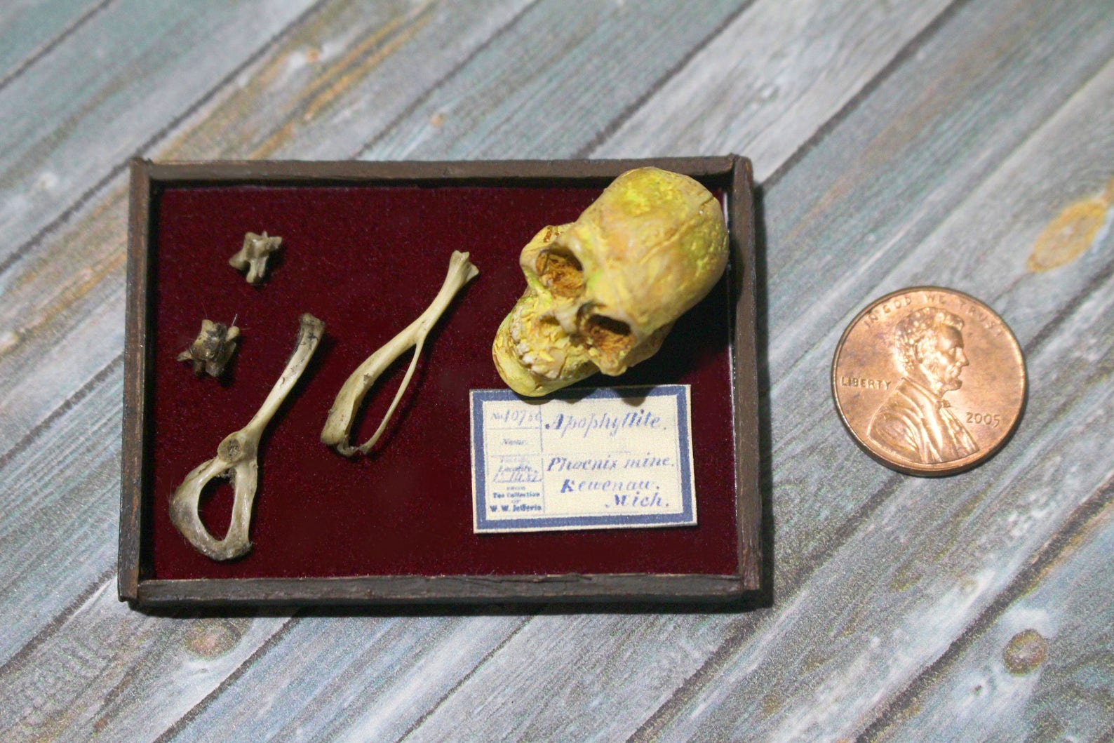 Miniature Human Bone Museum Display | Etsy