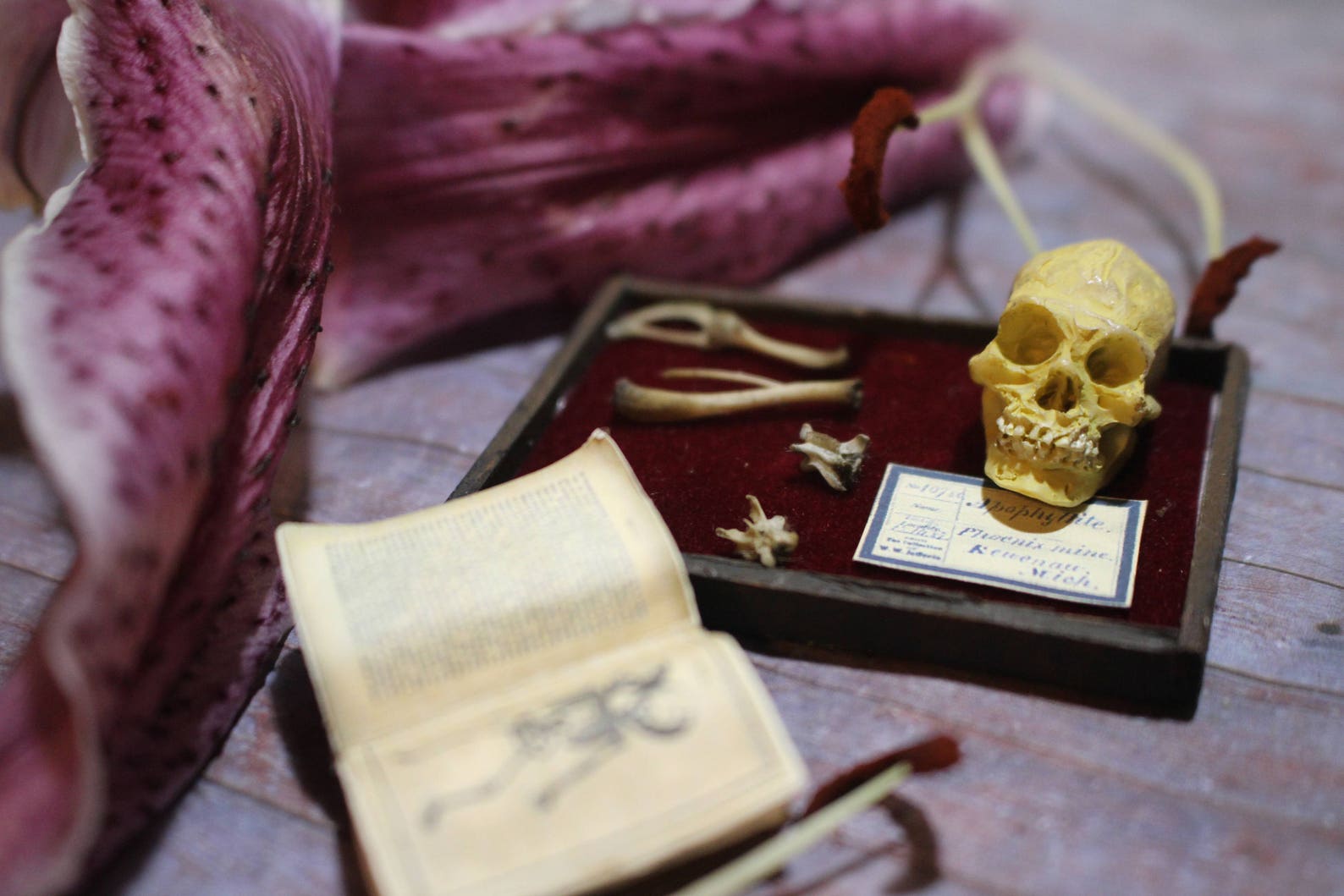 Miniature Human Bone Museum Display | Etsy