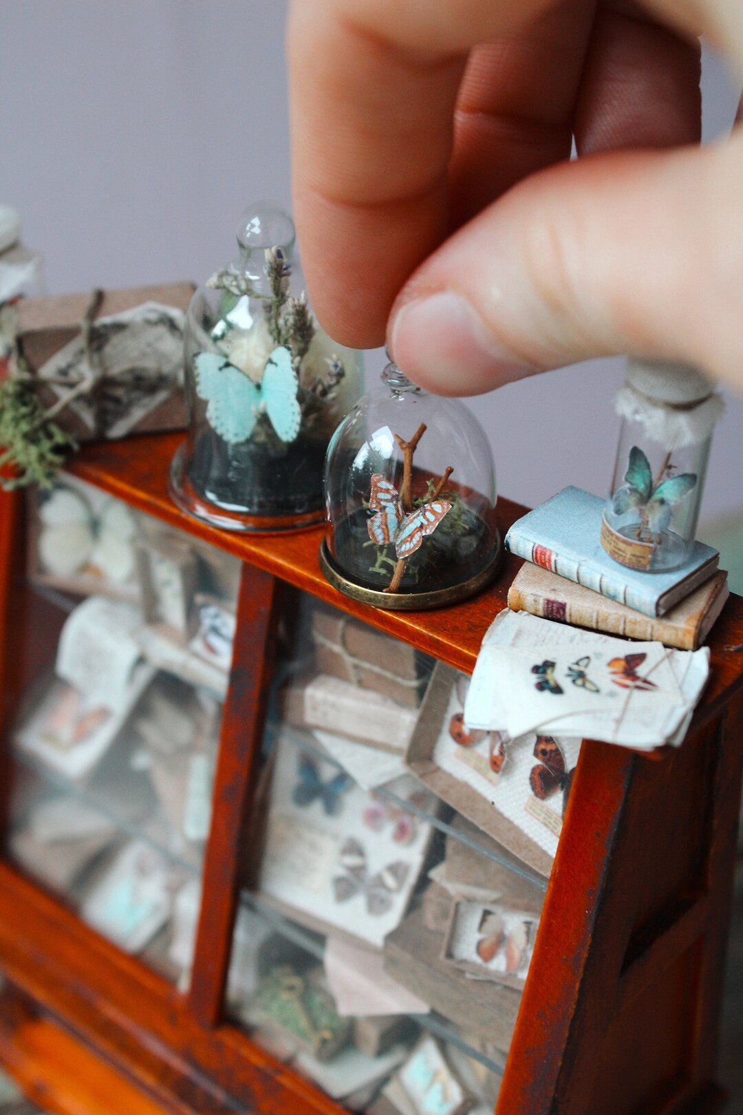 Miniature Moth Museum Display Case - Etsy