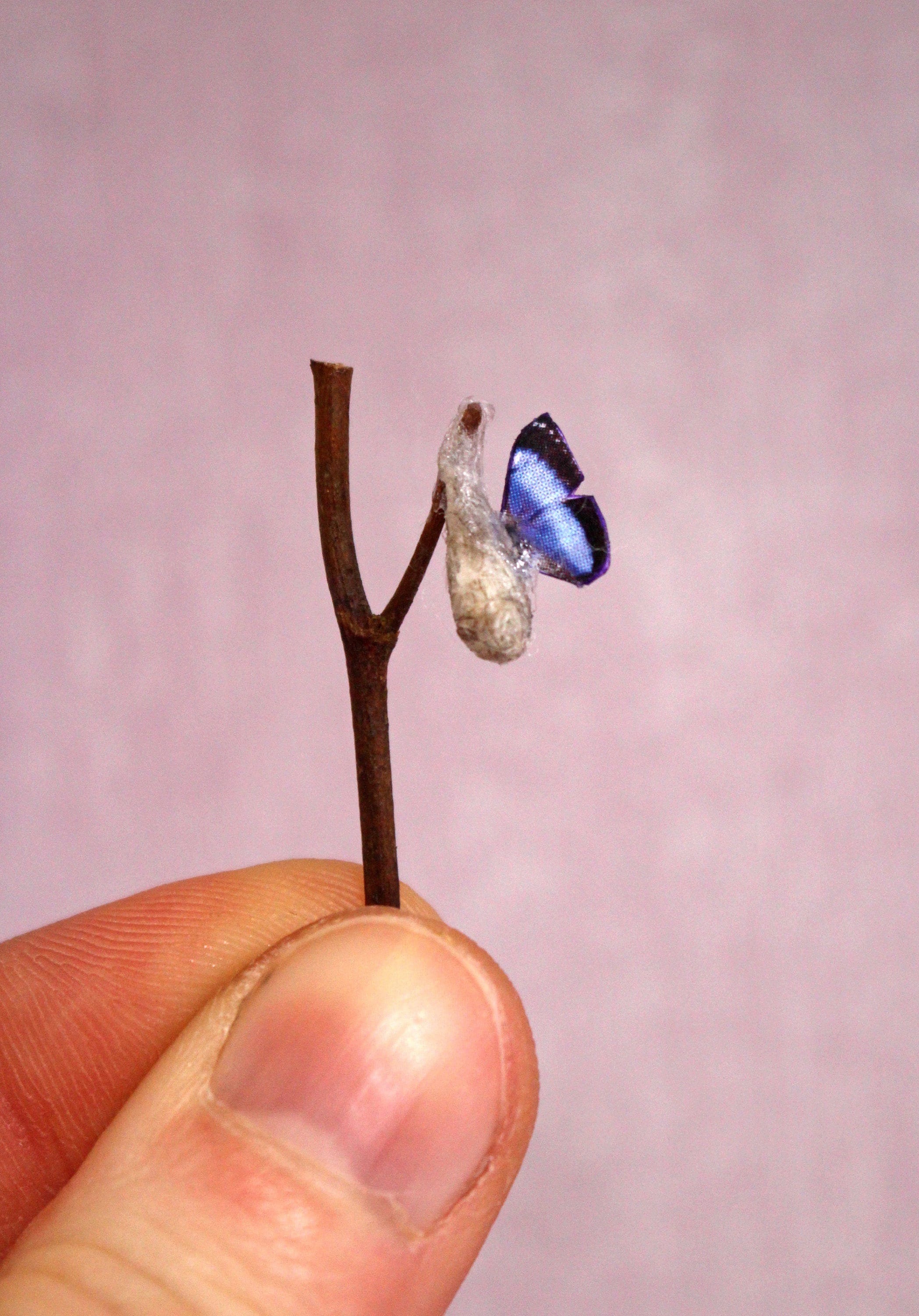 Miniature Chrysalis Cocoon & Butterfly - Etsy