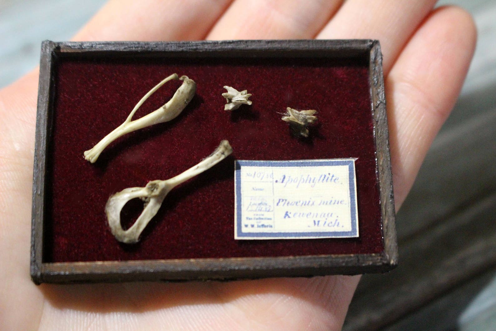 Miniature Human Bone Museum Display | Etsy