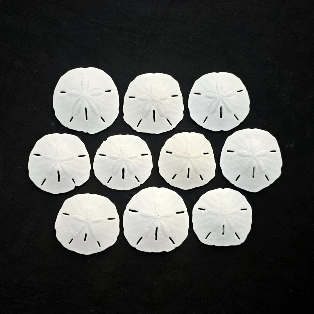 Sanibel Island Sand Dollar Seashells for Crafting and Decoration - Etsy