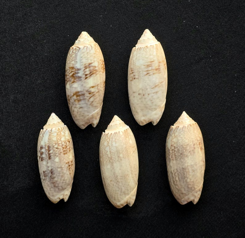 Sanibel Island Lettered Olive Seashells for Crafting and Decoration - Etsy