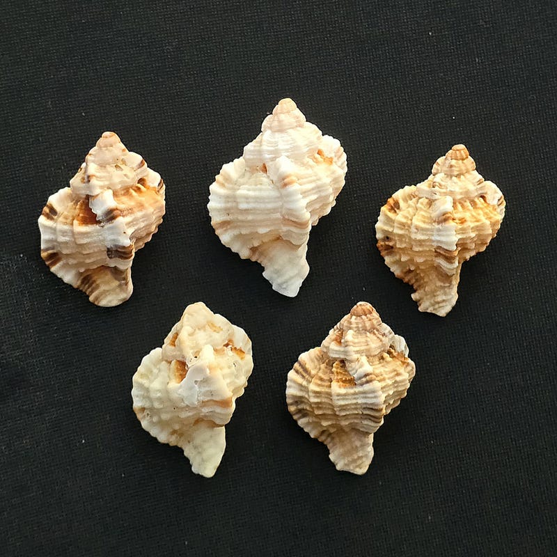 Murex Shell - Etsy
