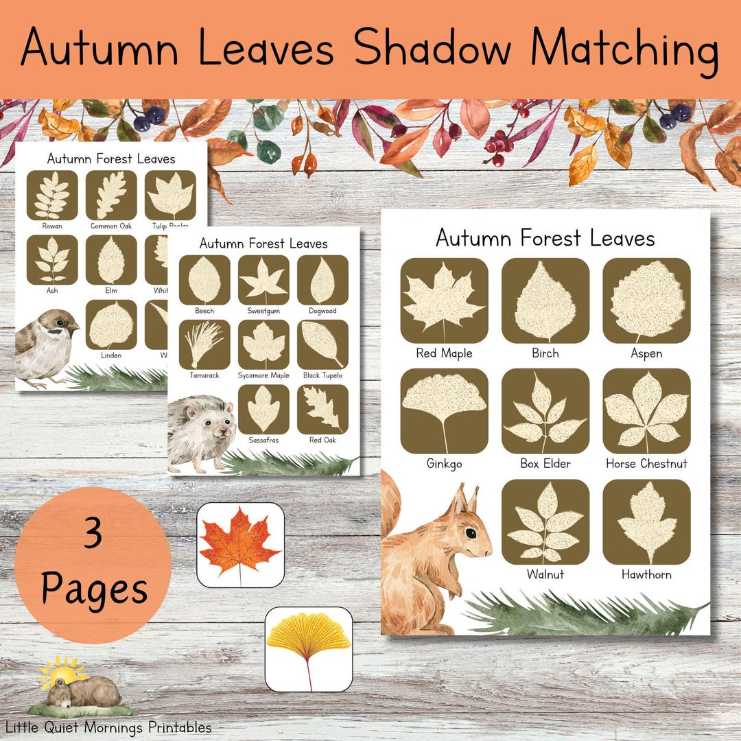 Autumn Leaves Shadow Matching Activity, Nature Activity for Homeschool ...