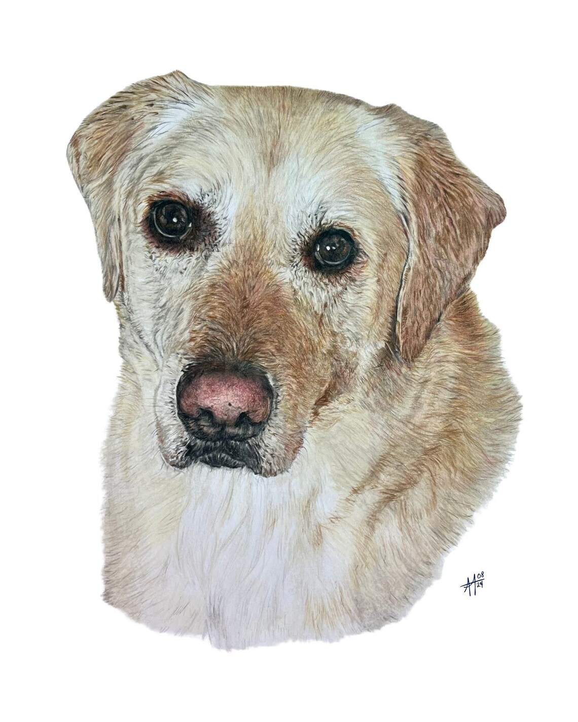 Custom Colored Pencil Pet Portrait Hand-drawn Realistic Animal Art - Etsy