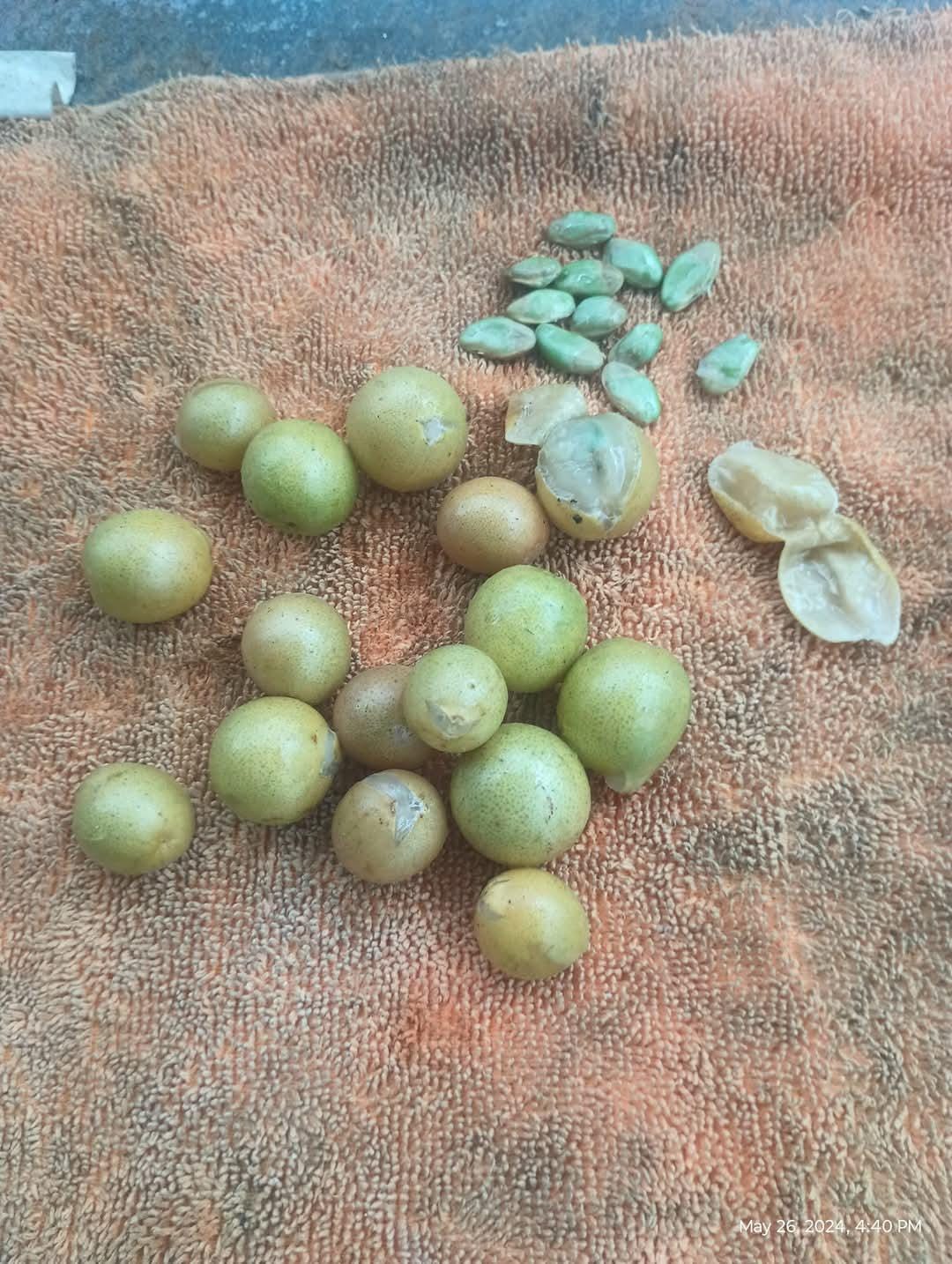 Clausena Lansium, Also Known as Wampee or Wampi Live Tree 1ft - Etsy