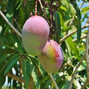 Giant Grafted Rapoza Mango Live Fruit Tree (3-4ft) (MANGIFERA Indica ...