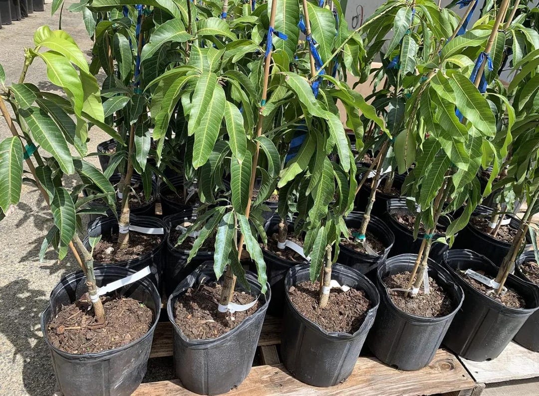 Grafted Palmer Mango Tree: Early Fruiting, Sweet Flavor (3-4ft Tall) - Etsy