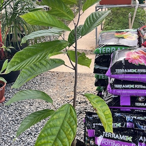 Grafted Yellow Cacao Tree (2-3ft) - Grow Your Own Chocolate! - Etsy