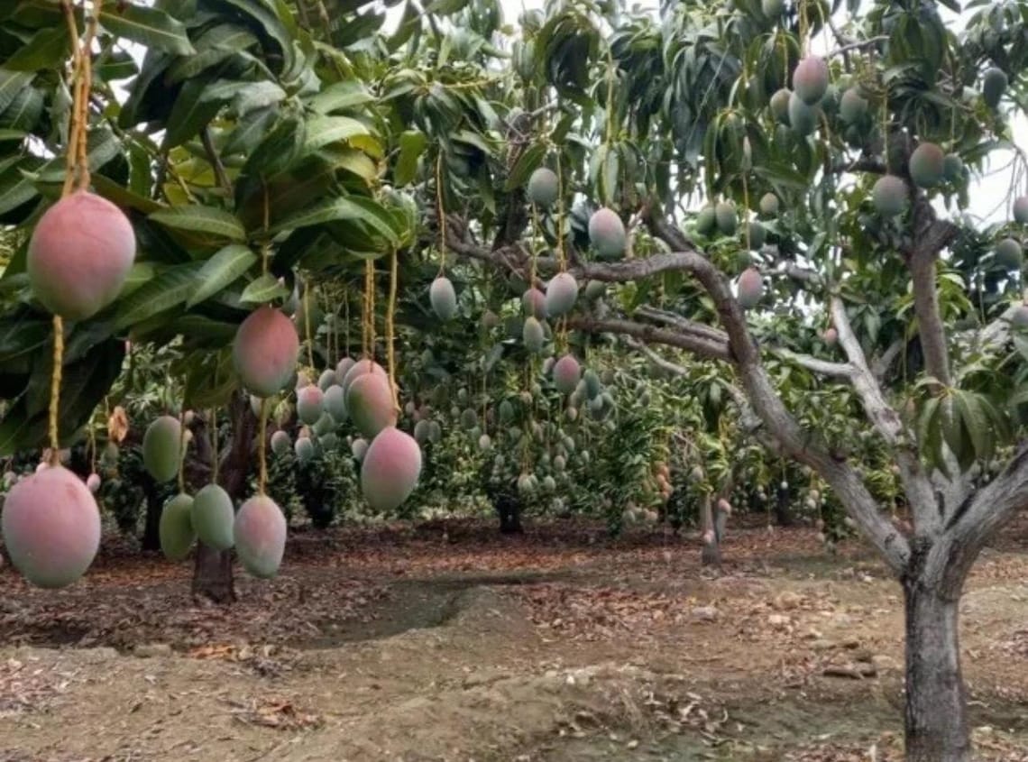Osteen Mango Tree Seedling: Tropical Fruit Tree (10-24in) - Etsy
