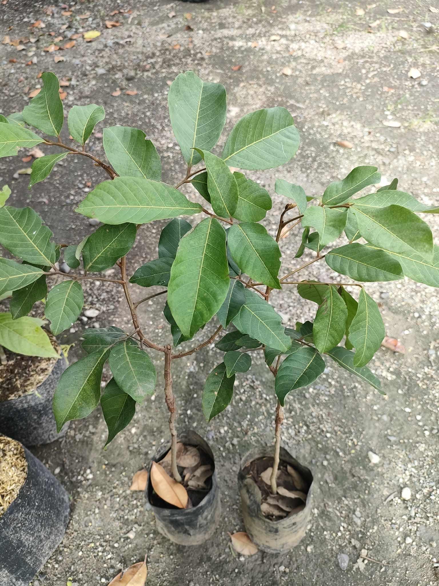 Grafted Red Rambutan Tree Tropical (nephelium Lappaceum) Live Fruit ...