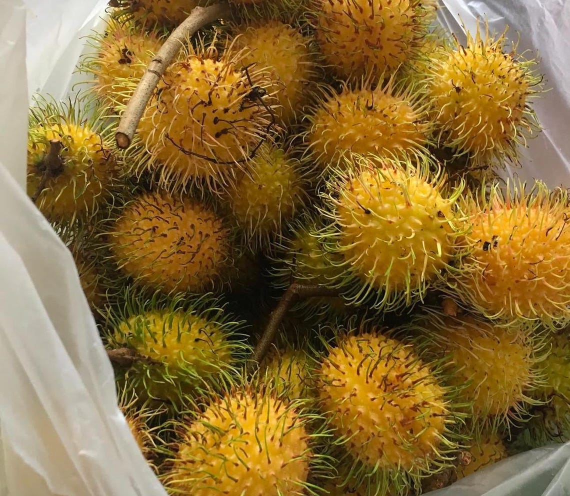 Árbol Frutal Vivo De 2 Pies De Rambután Amarillo Grande (nephelium ...