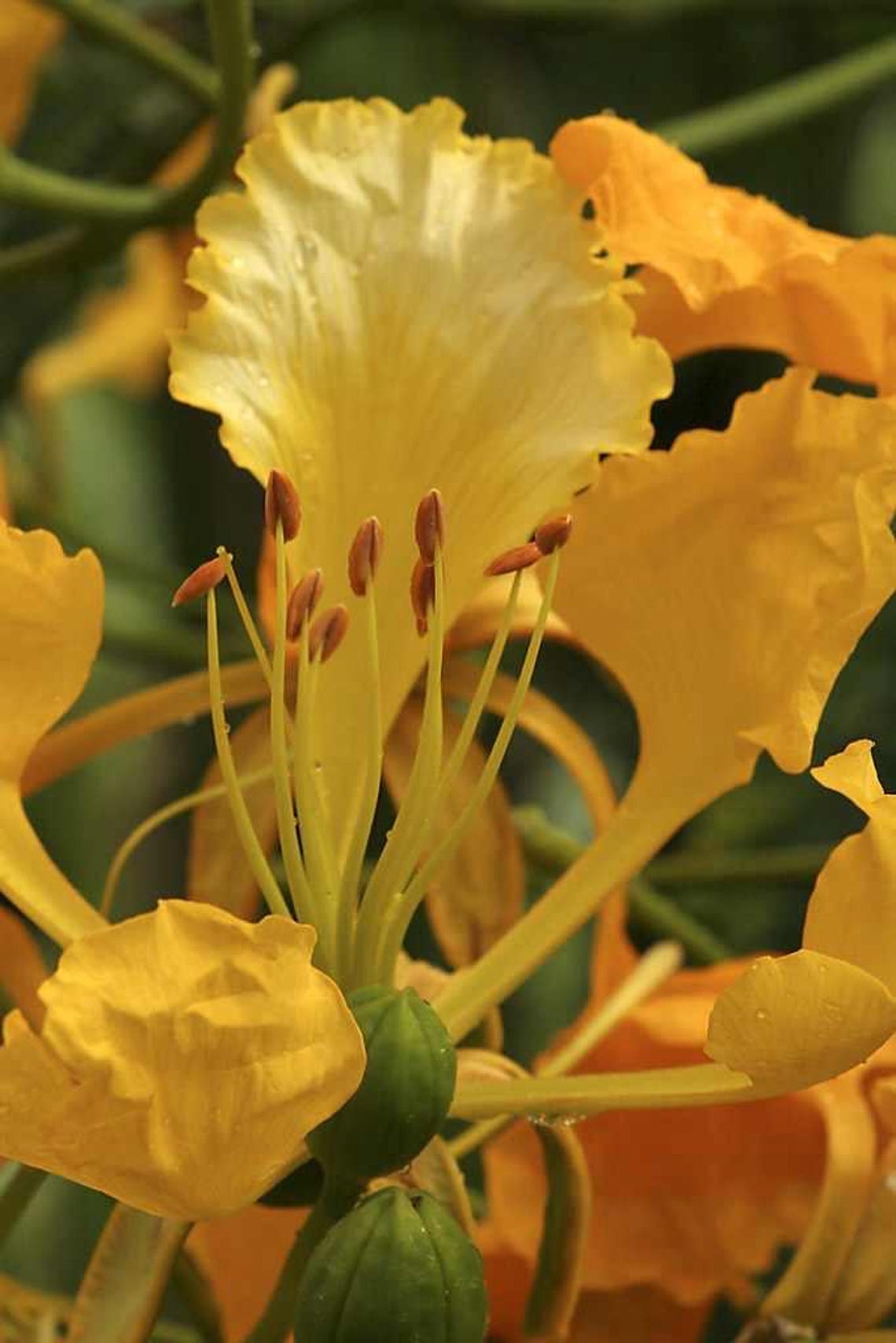 Tall Yellow Flamboyan/delonix Regia/ Live Tropical Flower Tree 2ft - Etsy