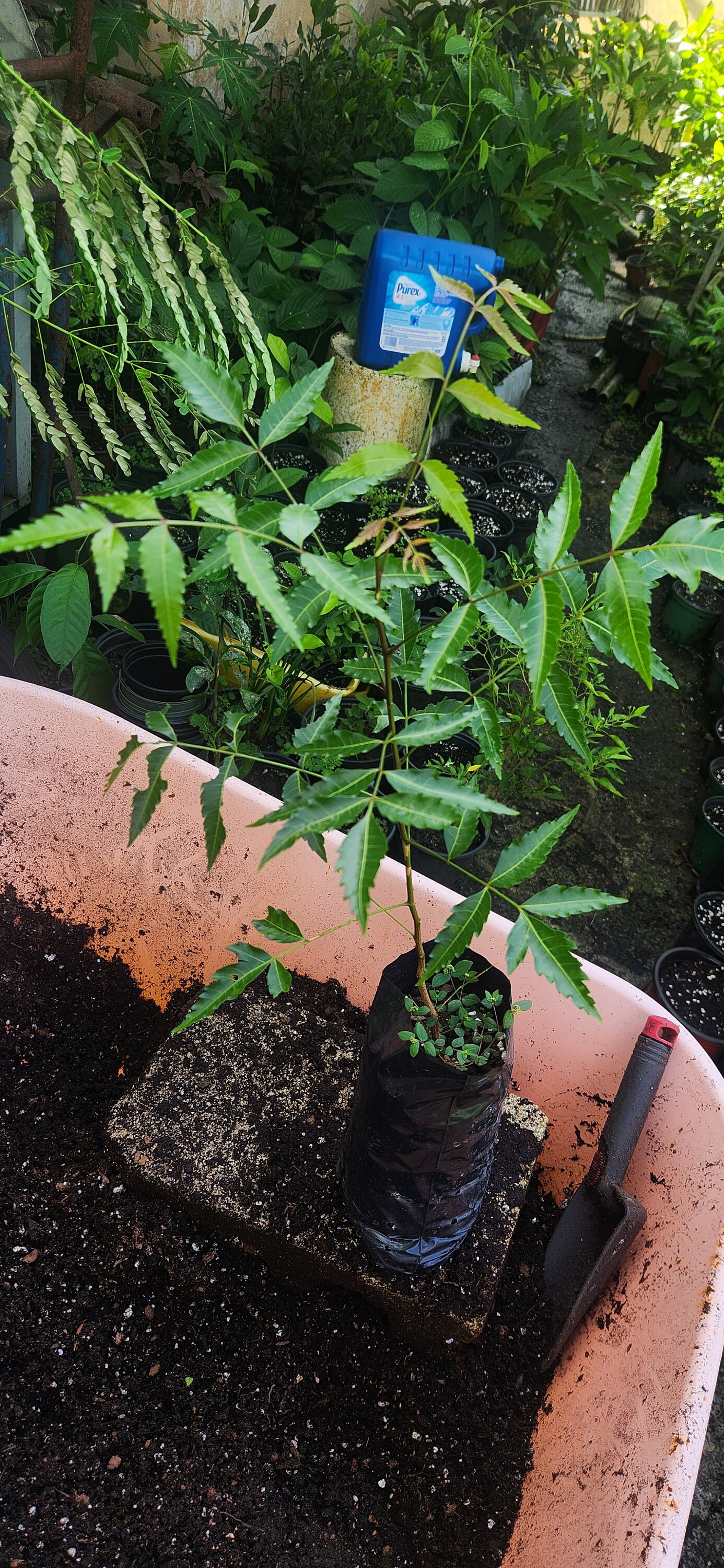 Neem (azadirachta Indica) Margosa Lila India Live Tree (10in - 24in) - Etsy