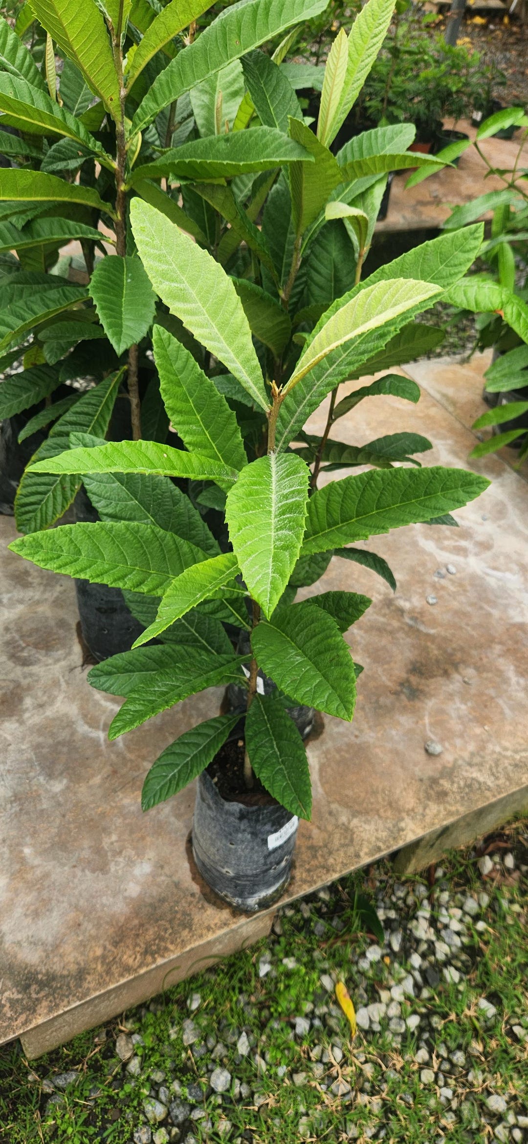 Loquat Níspero Japones Live Tree - Etsy