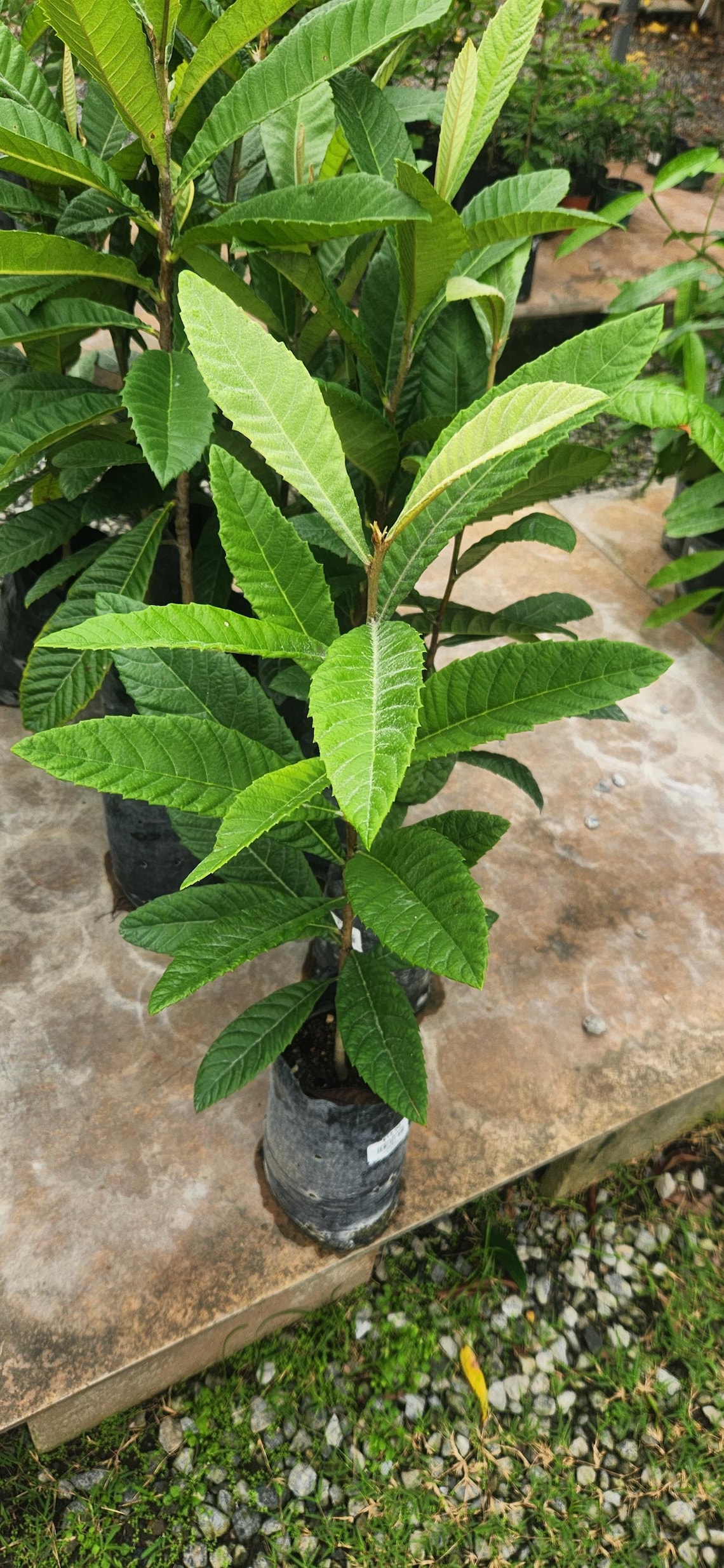 Golden Nugget Loquat Live Fruit Tree (2-3ft) - Etsy
