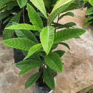 Loquat Live Fruit Tree (10" to 24") - Etsy