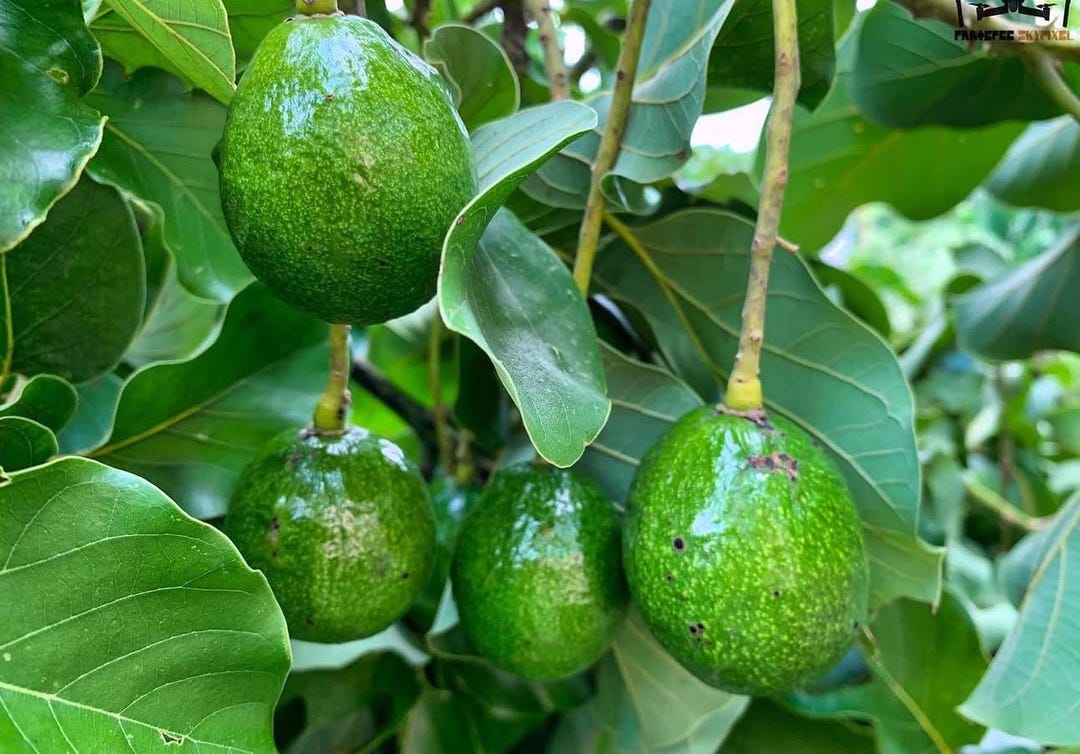 Grafted Tree Avocado CRIOLLO (persea Americana) Live Fruit Tree (1-2ft ...