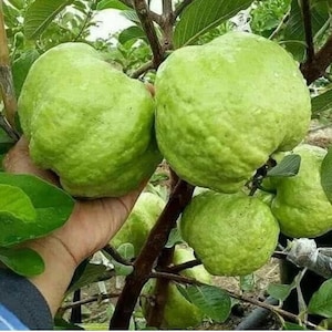 Big Indonesian Guava(psidium Guajava) Guayaba Indonesia Live Tree(2-3ft ...