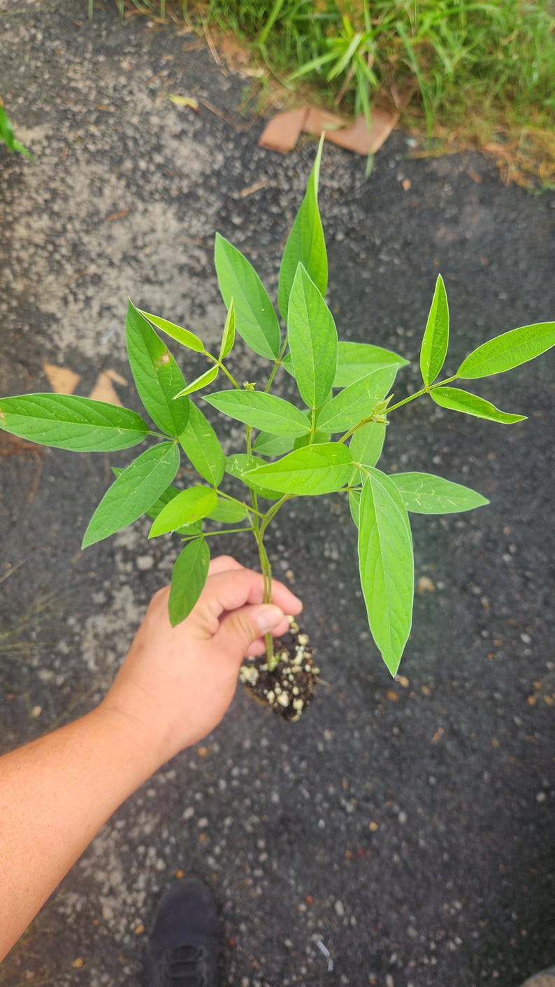 Gandules: Pigeon Pea Shrubby Legume Seeds - Etsy