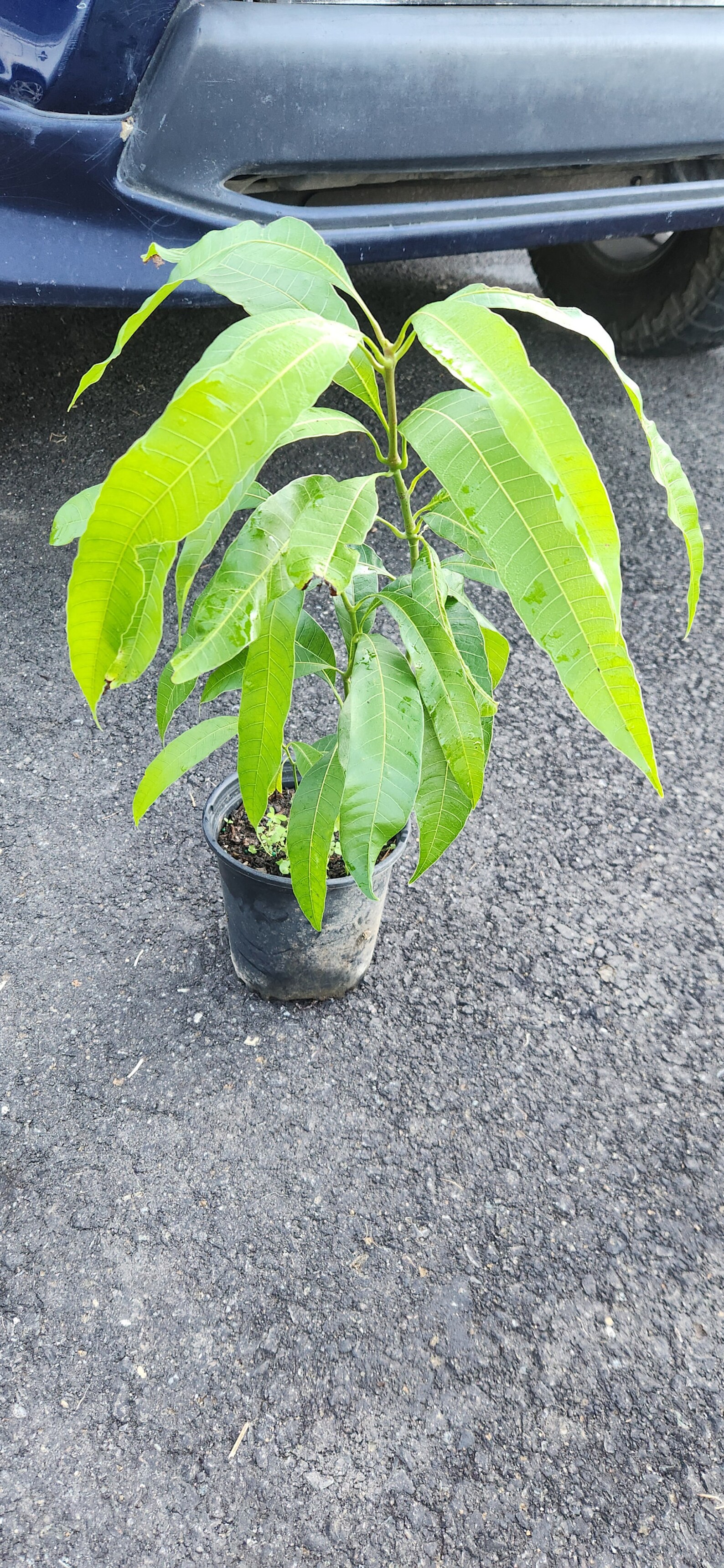 Seedling Julie Mango Live Fruit Tree (mangifera Indica). 2 Ft - Etsy
