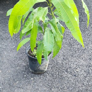 Seedling Julie Mango Live Fruit Tree (mangifera Indica). 1 Ft - Etsy
