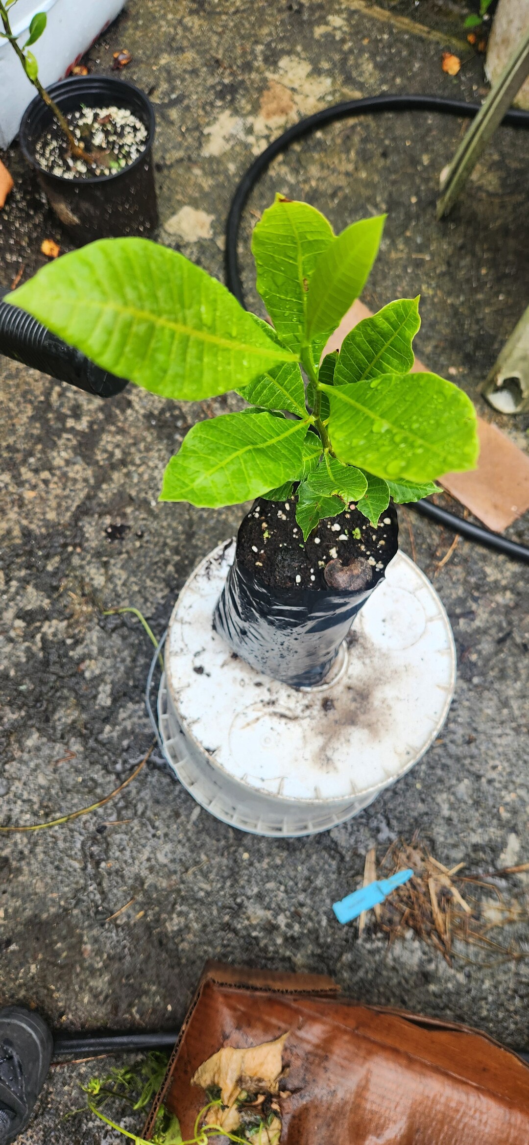 Cashew Nut Live Fruit Tree (yellow) Marañón, Pajuil (1 FT) - Etsy