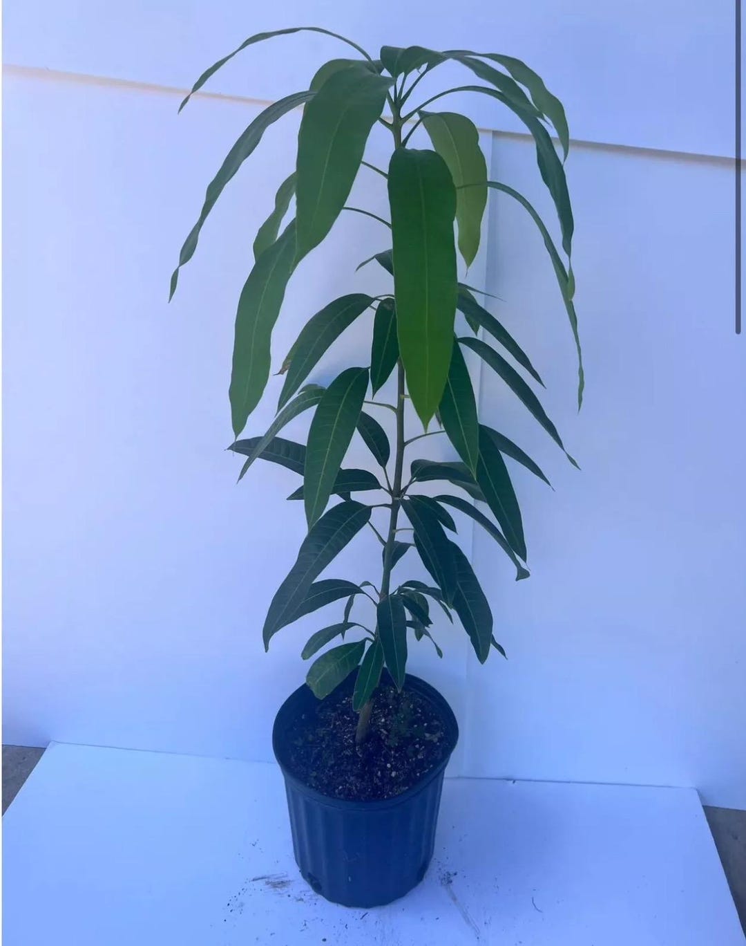 Nam Doc Mai Mango Tree Seedling: Sweet Tropical Fruit - Etsy
